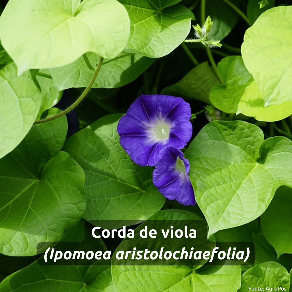 Roundup Original Mais - 3tentos