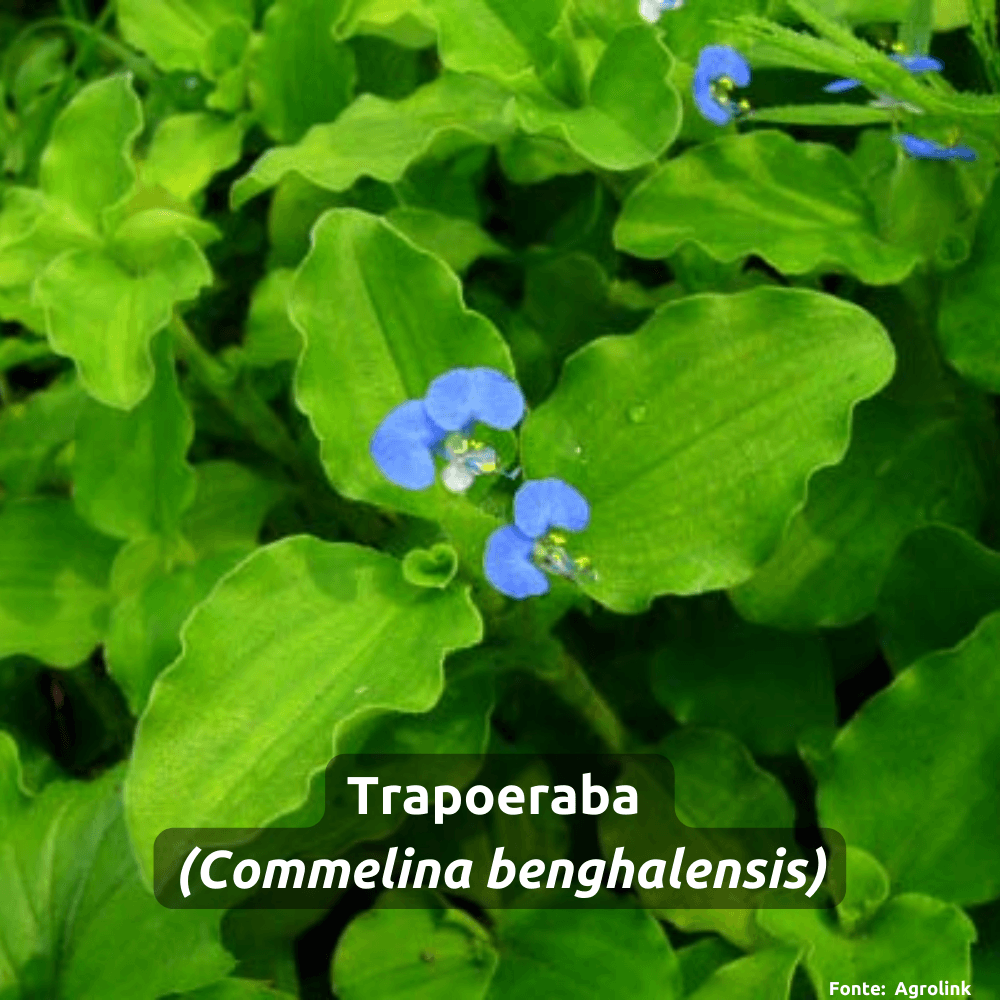 Roundup Original Mais - 3tentos